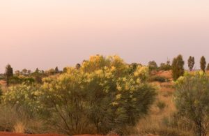 15 Australian Bushes to Grow in Your Garden - AGT