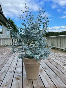 Eucalyptus gunnii (Cider Gum) Growing Guide