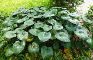 How to Grow Homalomena in Australia - AGT