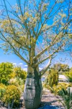 15 Best Feature Trees to Grow in Australia - AGT