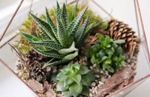 30 Best Terrarium Plants to Grow in Australia - AGT