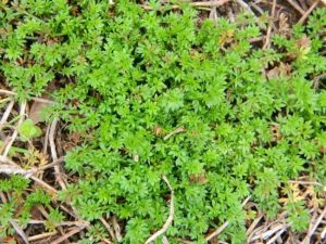 How to Get Rid of Bindii Weed From Your Lawn - AGT