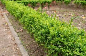 Buxus: How to Grow and Care for Box Hedges in Australia