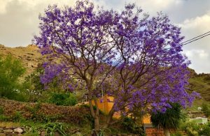 Australian Deciduous Trees - AGT