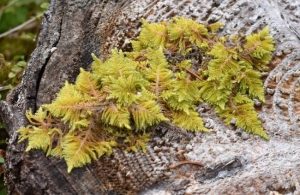 30 Best Terrarium Plants to Grow in Australia - AGT