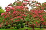 15 Best Feature Trees to Grow in Australia - AGT