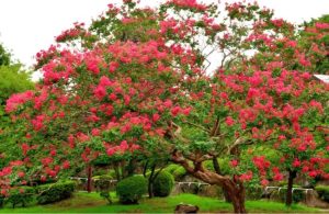 15 Best Feature Trees to Grow in Australia - AGT