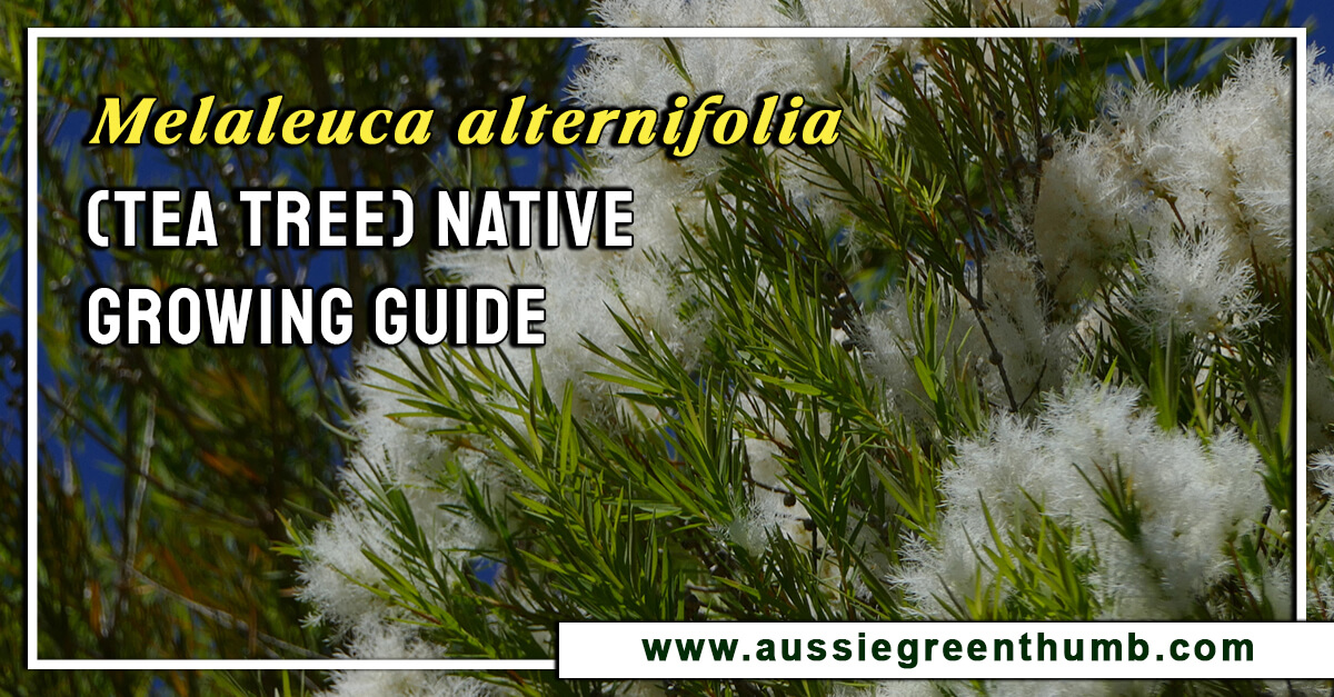 Melaleuca alternifolia (Tea Tree) Native Growing Guide