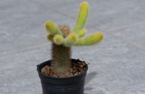 Monkey Tail Cactus: Australian Growing Guide