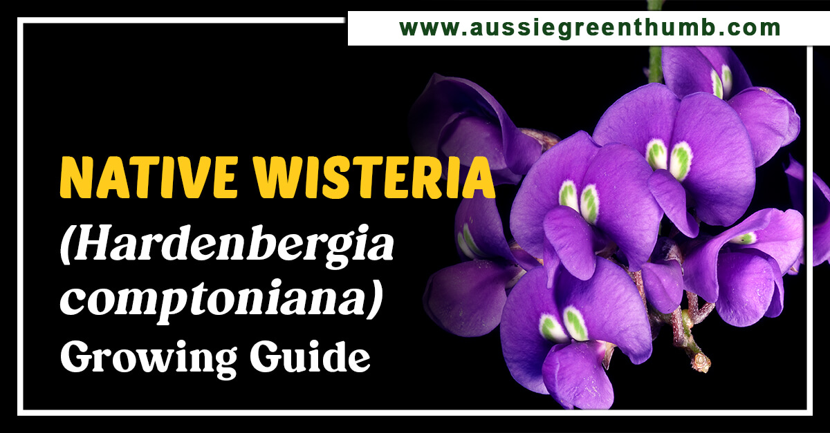 Hardenbergia comptoniana (Native Wisteria) Growing Guide
