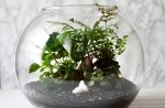 30 Best Terrarium Plants to Grow in Australia - AGT
