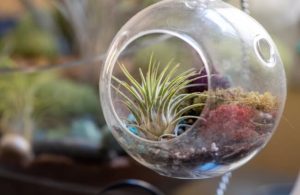30 Best Terrarium Plants to Grow in Australia - AGT