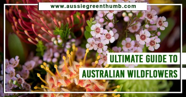 Alpinia caerulea (Australian Native Ginger) Growing Guide