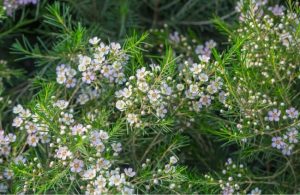 15 Australian Bushes to Grow in Your Garden - AGT