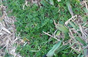 How to Get Rid of Bindii Weed From Your Lawn - AGT