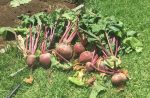 How to Grow Beetroots in Australia : AGT
