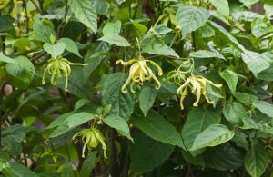 Ylang Ylang Tree (Cananga odorata) Growing Guide : AGT