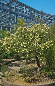 Windbreak: Planting and Tree Selection