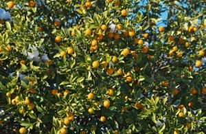 How to Grow Cumquat Trees in Australia
