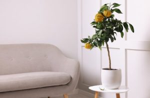 How to Grow and Harvest Bergamot Oranges : AGT