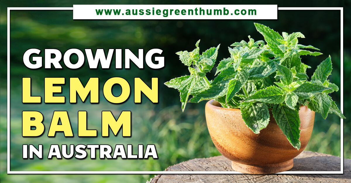 Growing Lemon Balm in Australia - AGT