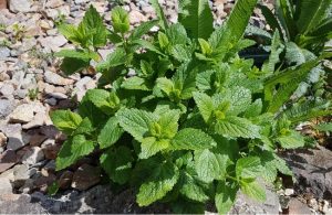 Growing Lemon Balm in Australia - AGT