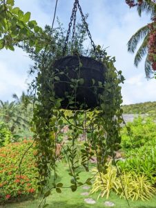 40 Best Hanging Plants for Indoors and Outdoors - AGT