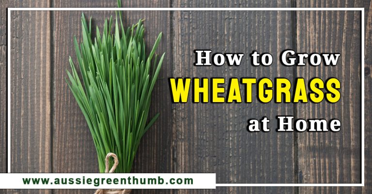 Cat Grass: Australian Grow and Care Guide : AGT