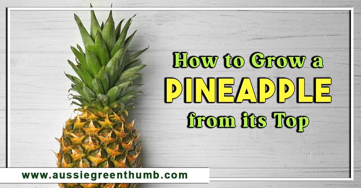 How to Grow a Pineapple from its Top - AGT