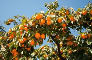 Persimmon Tree: How to Grow and Care Guide - AGT