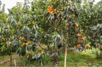 Persimmon Tree: How to Grow and Care Guide - AGT