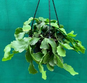 How to Grow and Care for Rhipsalis in Australia : AGT