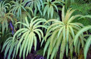 20 Australian Ferns to Grow Indoors and Outdoors - AGT