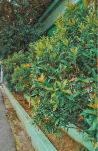 Windbreak: Planting and Tree Selection