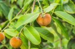Persimmon Tree: How to Grow and Care Guide - AGT