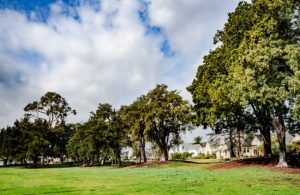 Windbreak: Planting and Tree Selection