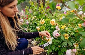 Deadheading Flowers: Why, When, and How to Do It?