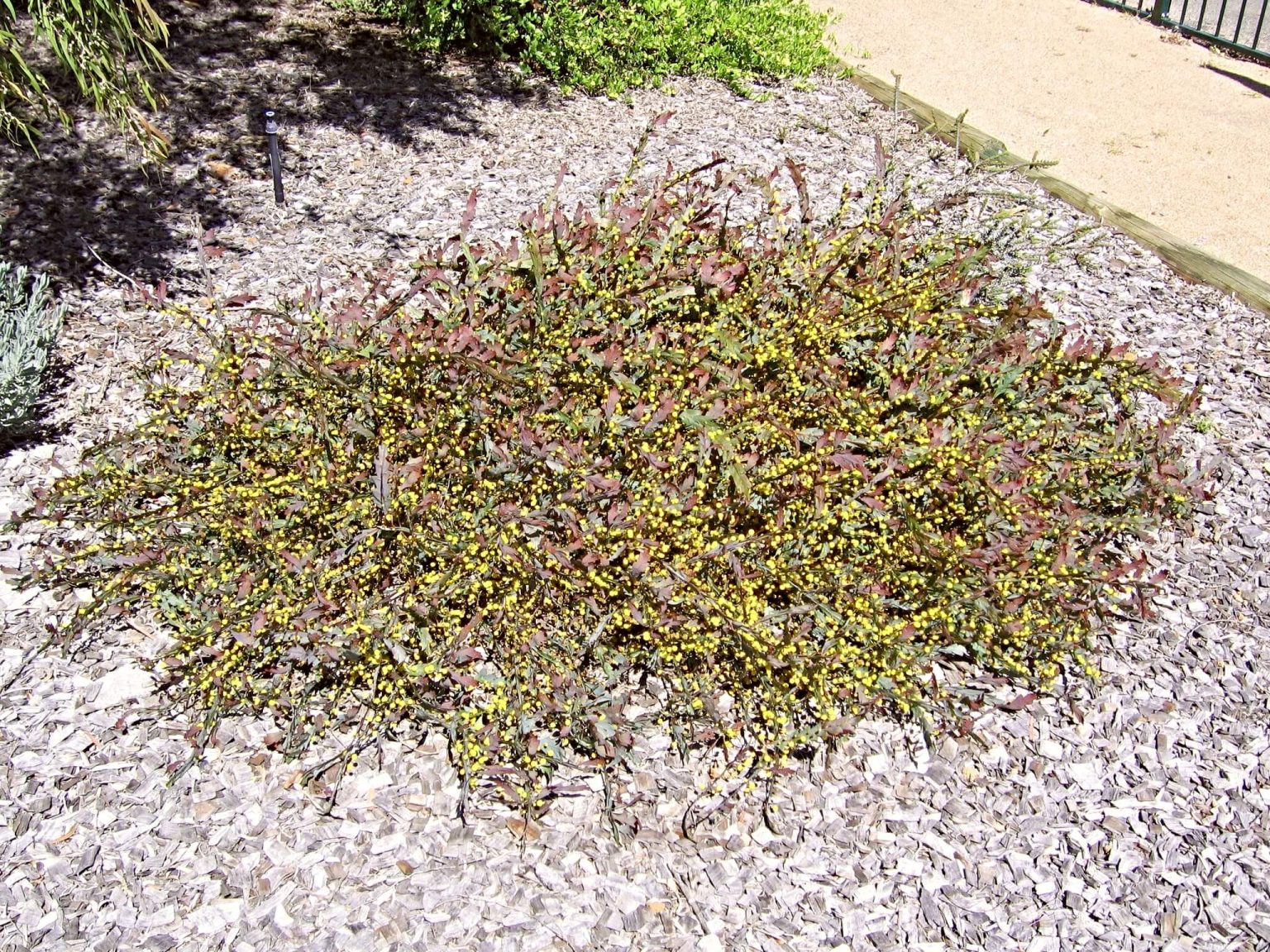 Wattle: How to Grow and Care for Acacia in Australia - AGT