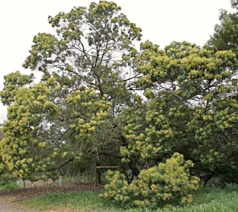Wattle: How to Grow and Care for Acacia in Australia - AGT