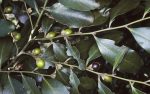 Diospyros australis (Black Plum) Growing Guide - AGT