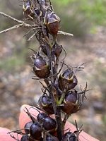 Haemodorum spicatum (Bloodroot) Growing Guide