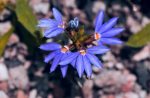 30 Beautiful Blue Flowers for Australian Gardens