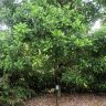 Diospyros australis (Black Plum) Growing Guide - AGT