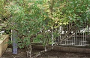 Melaleuca (Paperbarks) Australian Growing Guide