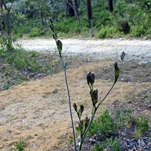 Haemodorum spicatum (Bloodroot) Growing Guide