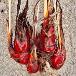 Haemodorum spicatum (Bloodroot) Growing Guide