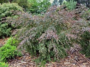 Leptospermum (Tea Tree) Australian Growing Guide - AGT