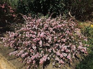 Leptospermum (Tea Tree) Australian Growing Guide - AGT