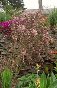 Leptospermum (Tea Tree) Australian Growing Guide - AGT