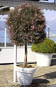 Leptospermum (Tea Tree) Australian Growing Guide - AGT